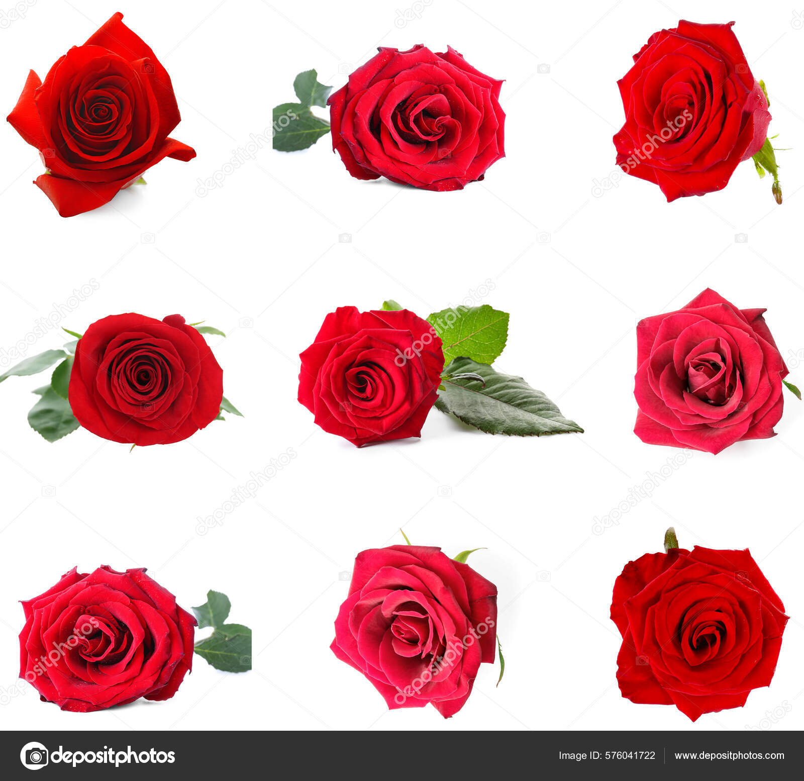Set Many Red Roses Isolated White — Stock Photo © serezniy #576041722