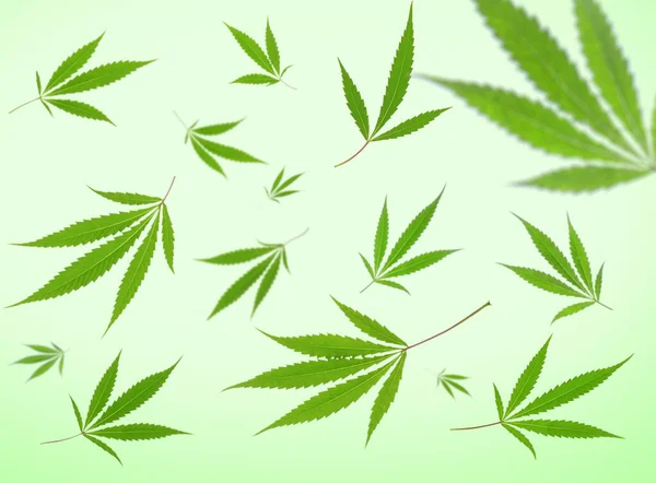 Flying Hemp Leaves Light Green Background — Stock Photo © serezniy ...