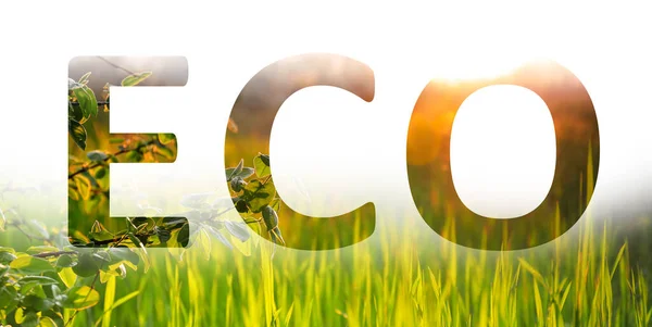 Grano orgánico eco fotos de stock, imágenes de Grano orgánico eco sin royalties | Depositphotos