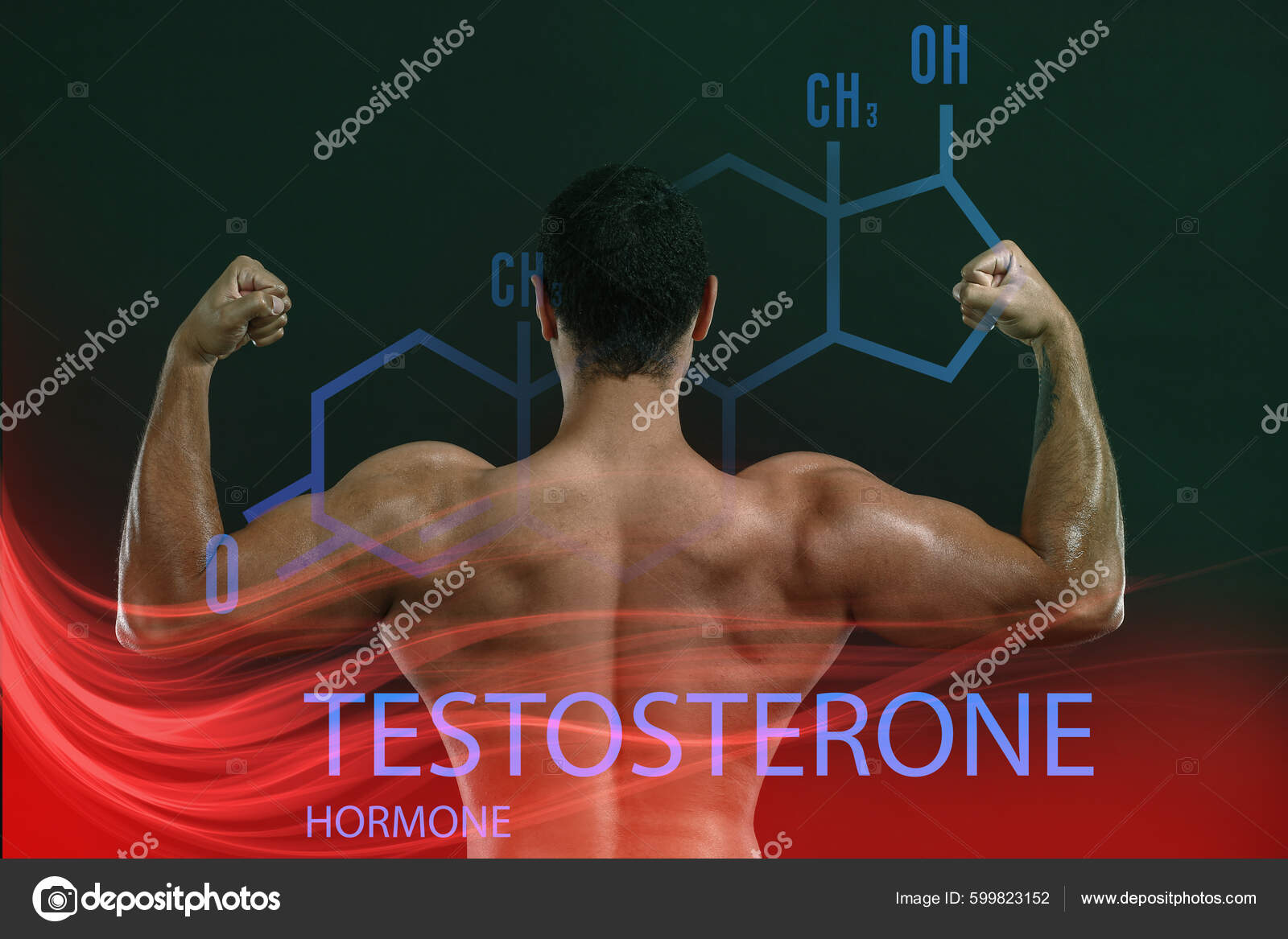 Muscular Man Structural Chemical Formula Testosterone Hormone Black ...