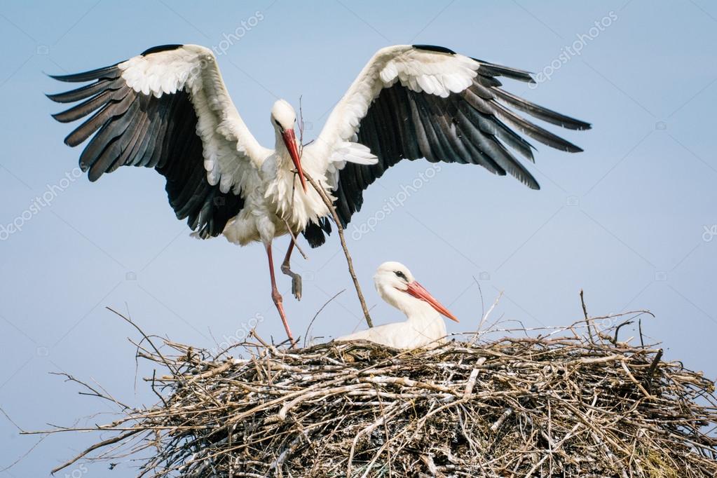 White stork and chicks in the nest Stock Photo by ©zorandim 44802705