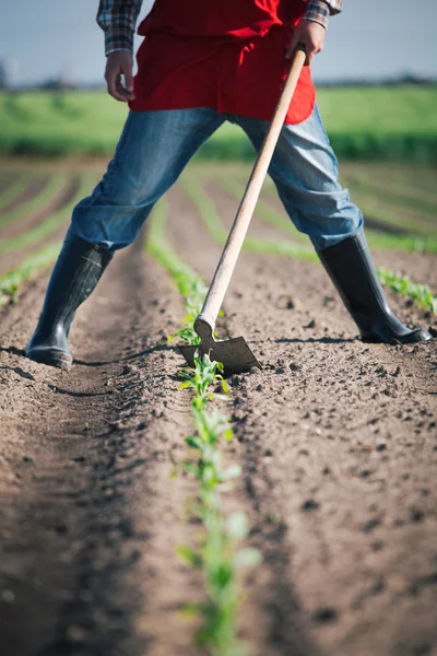 Manual labor in agriculture - Stock Image - Everypixel