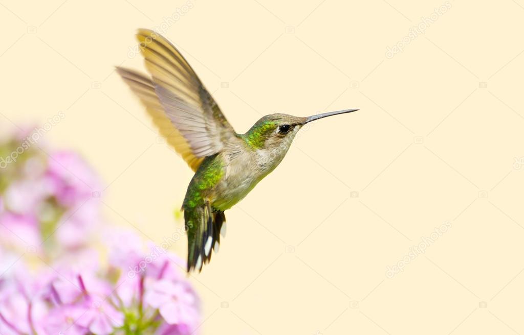Hummingbird in motion. Stock Photo by ©kellyplz 12182928