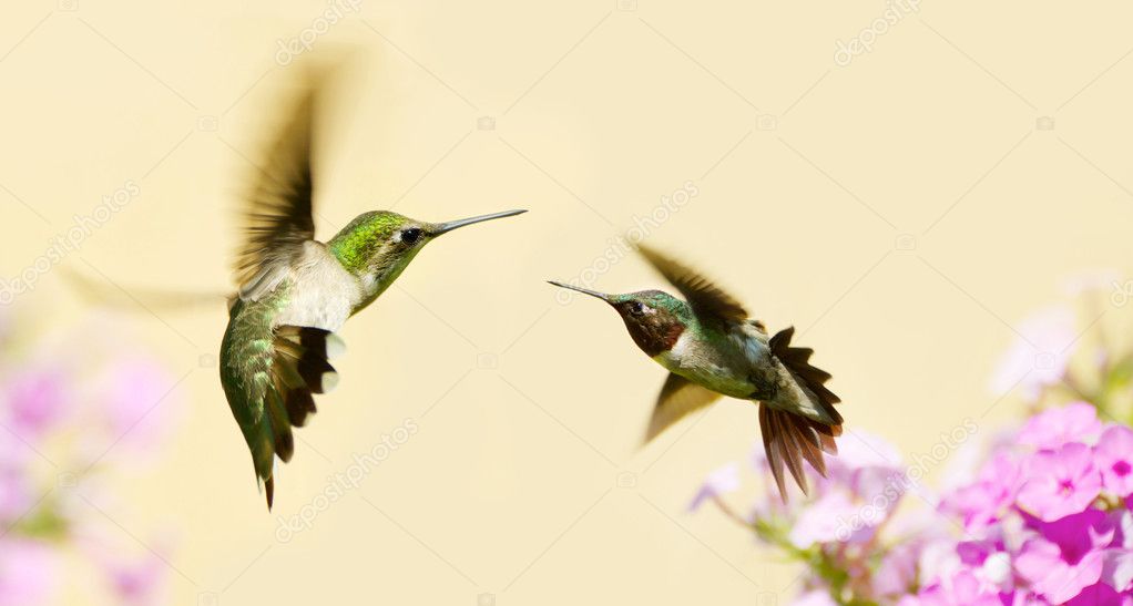 Hummingbirds fighting. — Stock Photo © kellyplz #12182941
