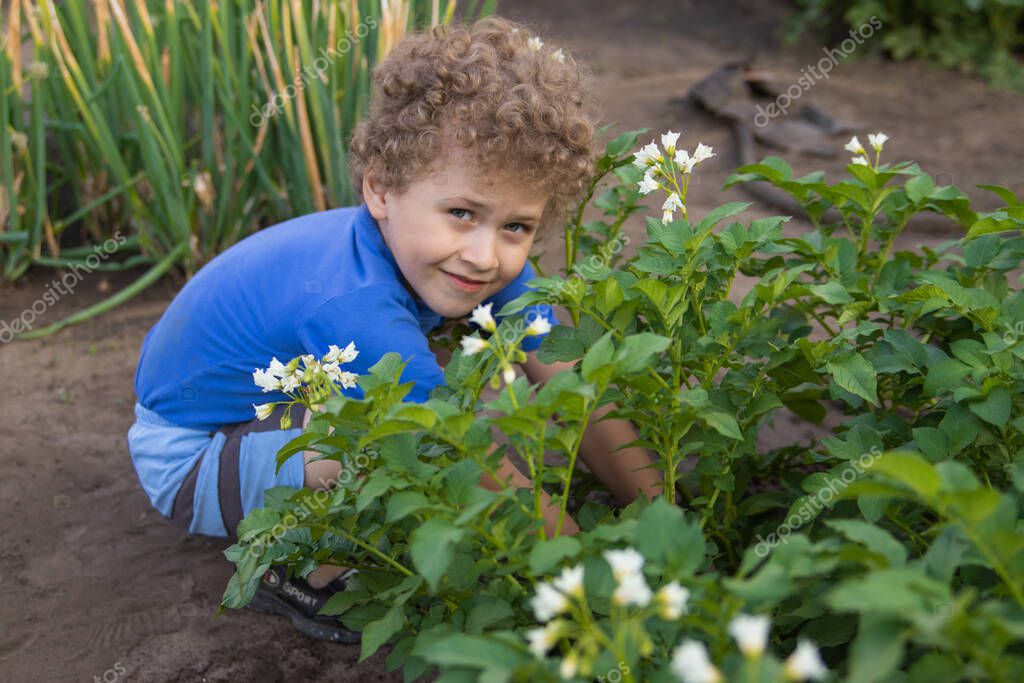 El chico trabaja en el jard n, arregla el jard n de patatas. Ense ar a los ni os a trabajar. 2024