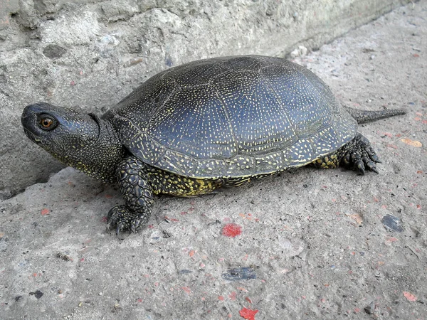 Musk Stinkpot Turtle Close Profile View Displaying Carapace Shell ...