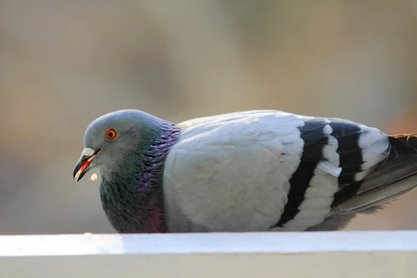 Pomba zebra Stock Photos, Royalty Free Pomba zebra Images | Depositphotos