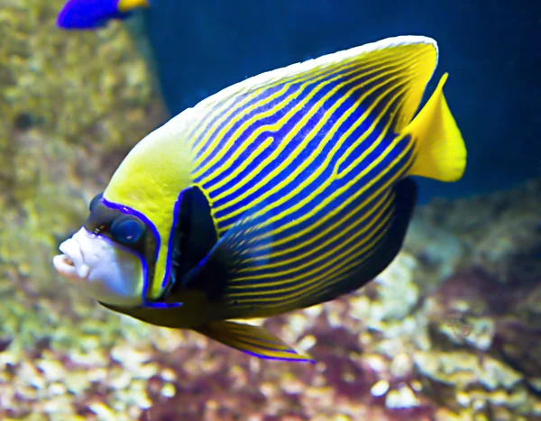 Singapore angel fish Stock Photos, Royalty Free Singapore angel fish ...