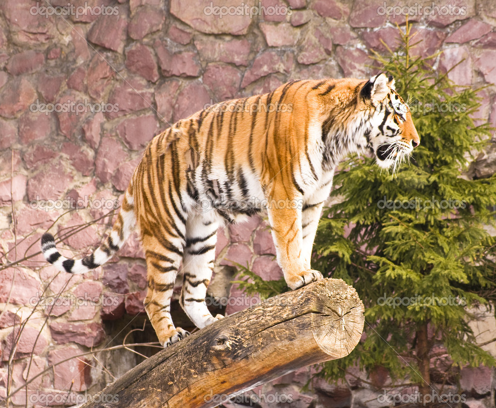 Tiger on tree — Stock Photo © Afonskaya #16049751