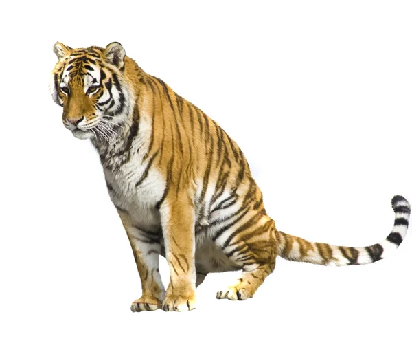 Tiger sitting Stock Photo by ©lifeonwhite 10863260