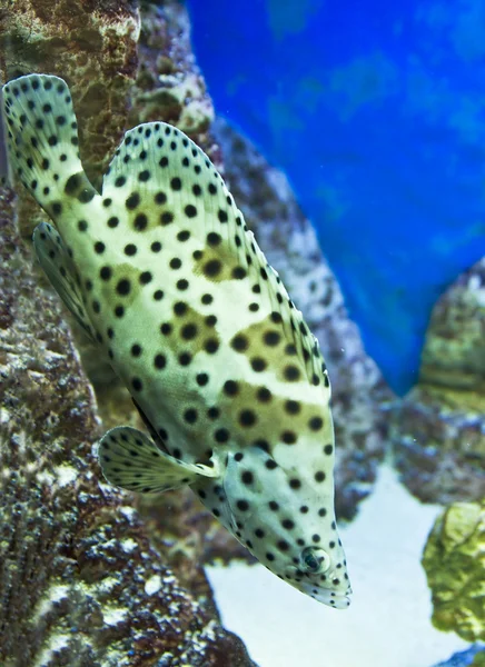 Panther grouper Stock Photos, Royalty Free Panther grouper Images ...