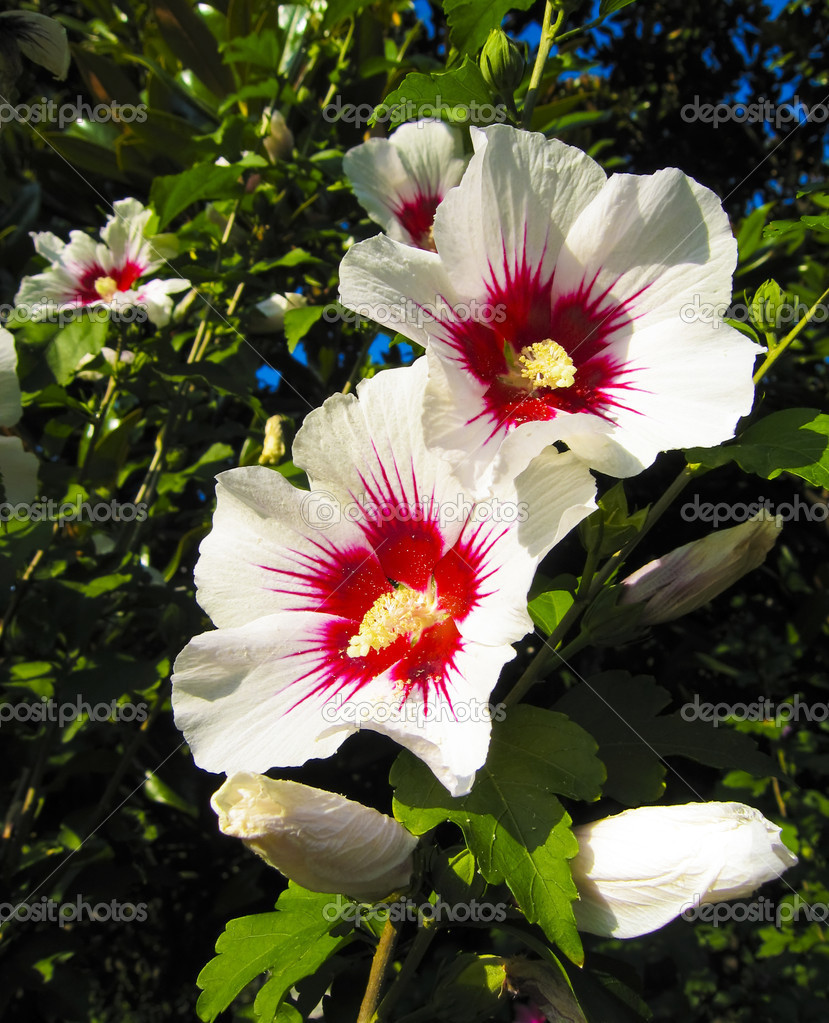 Two white hibiscus flowers (Syrian rose) — Stock Photo © Afonskaya ...