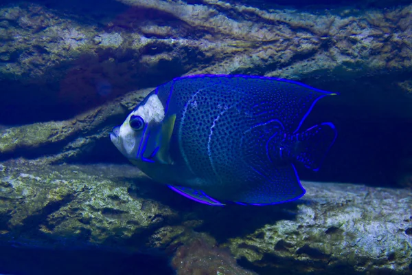 Fish-angel (fish-emperor) - Stock Image - Everypixel