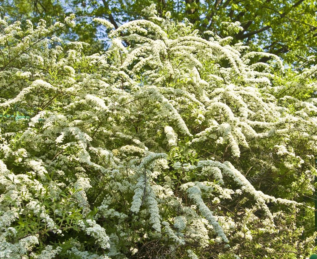 Spirea Putih — Foto Stok © Afonskaya #36499153