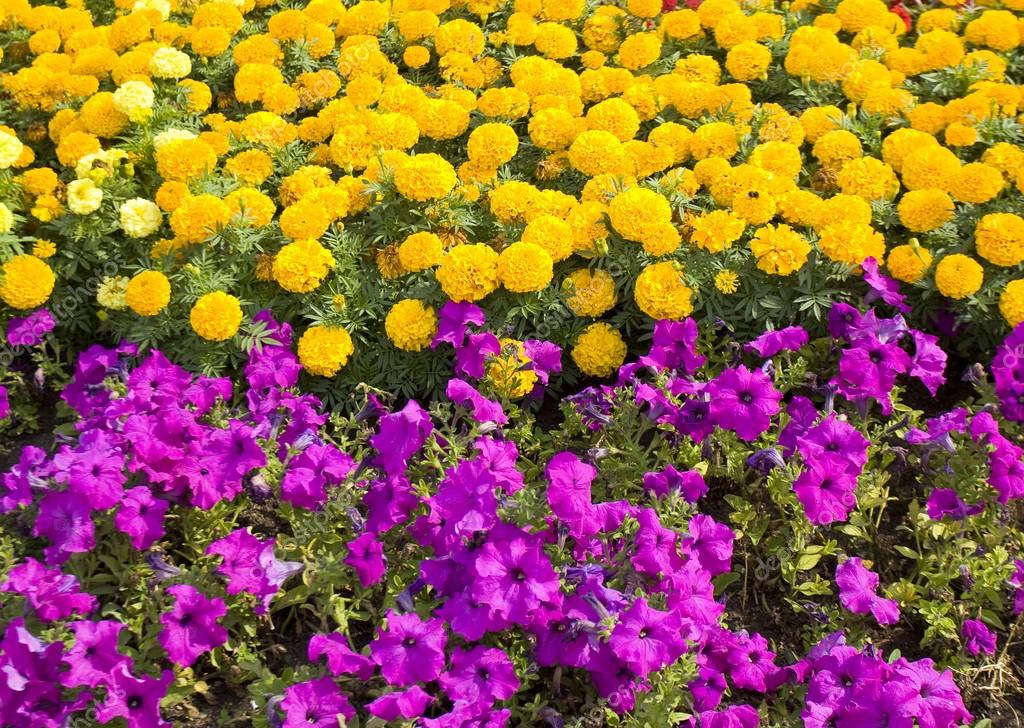 Purple Marigolds