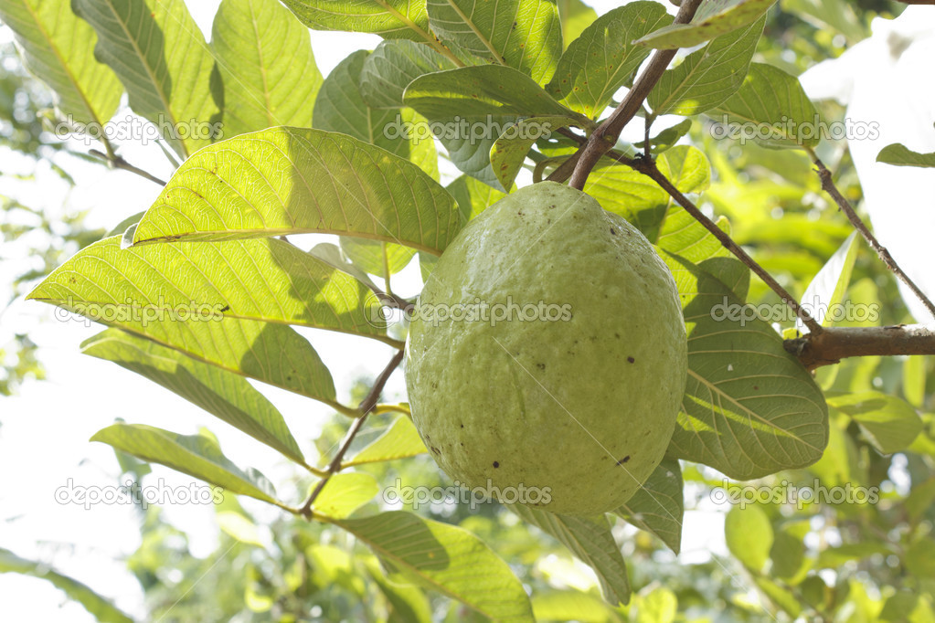 Guava on a tree Stock Photo by ©olovedog1 12754437