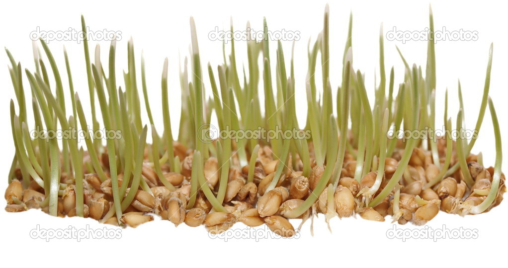 Germination of wheat isolated on white background, with clipping path ...