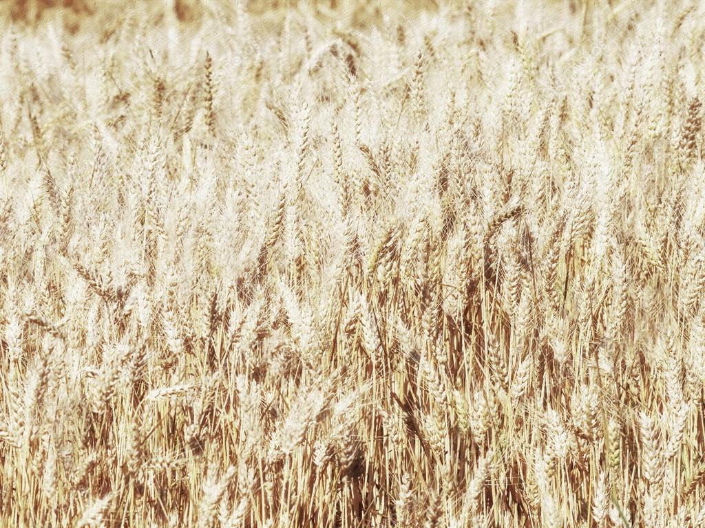 Field of wheat, illustration vintage paper textures. — Stock Photo ...