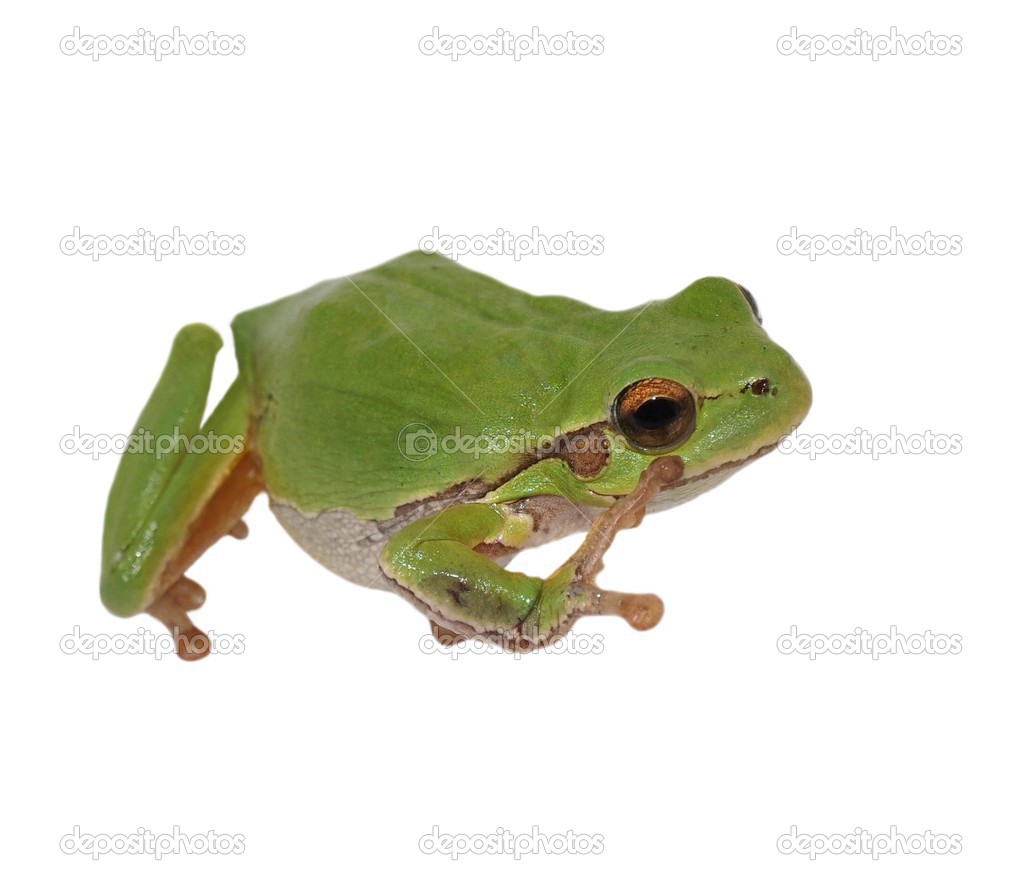 European tree frog isolated on white background, Hyla arborea — Stock ...