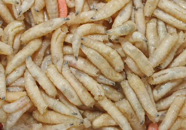 Larva de mosca fotos de stock, imágenes de Larva de mosca sin royalties ...