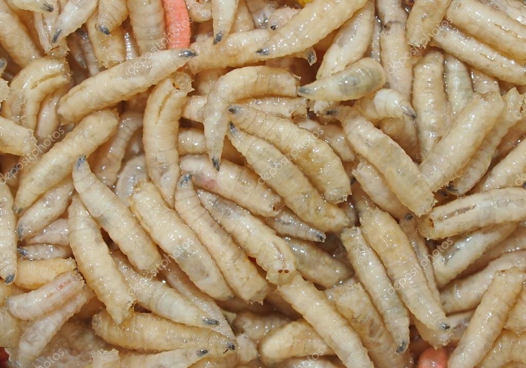 fondo de larvas de mosca 2022