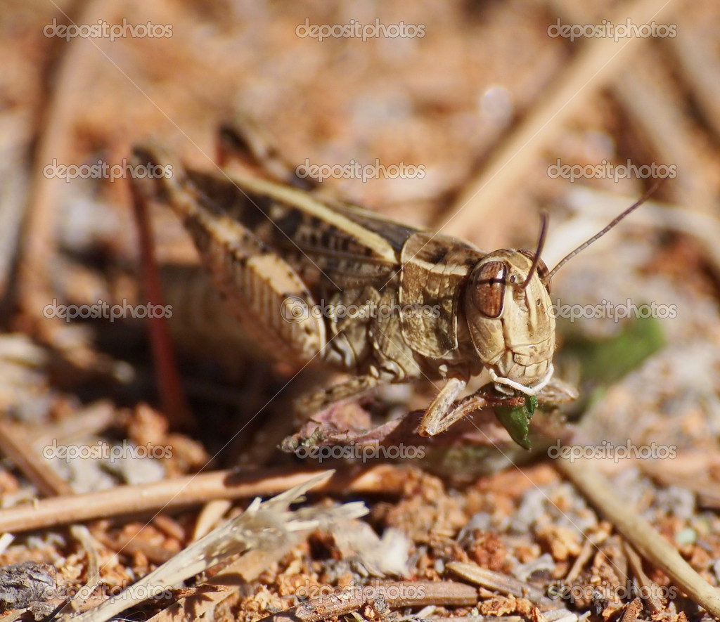 Grasshopper eats grass Stock Photo by ©dusan964 29301997