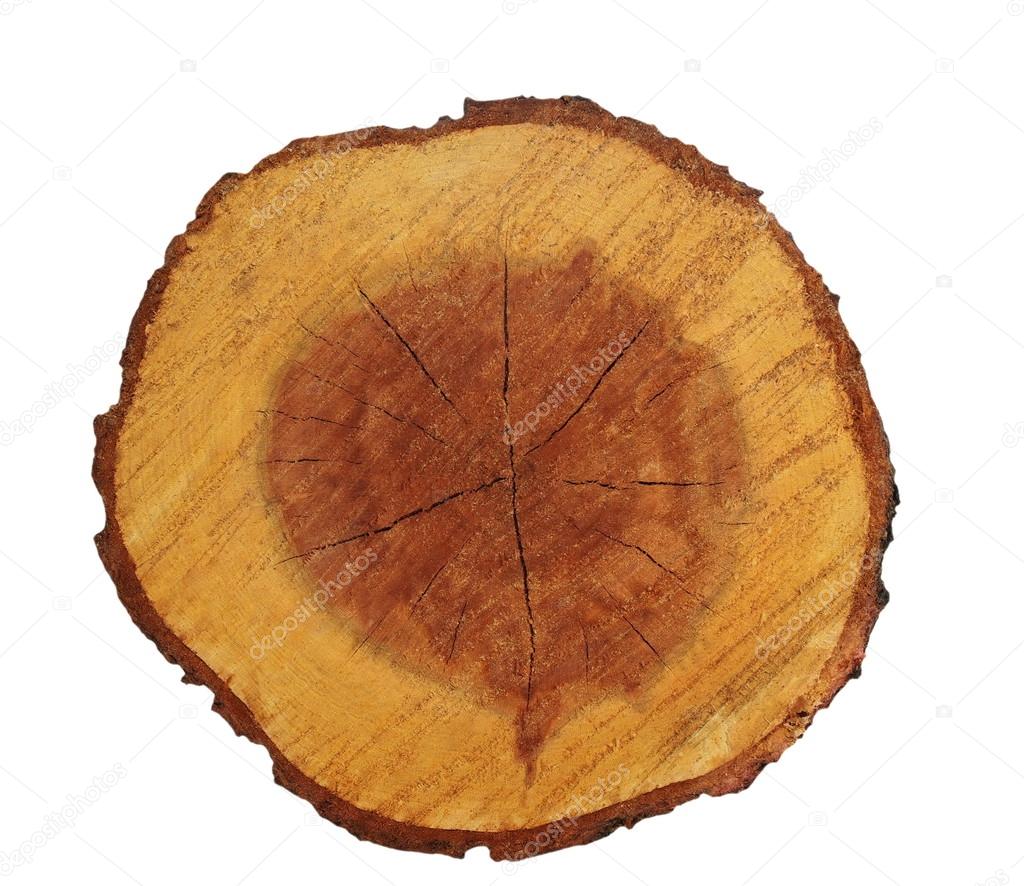 Querschnitt der Akazie Baum-Stamm isoliert auf weißem Hintergrund ...