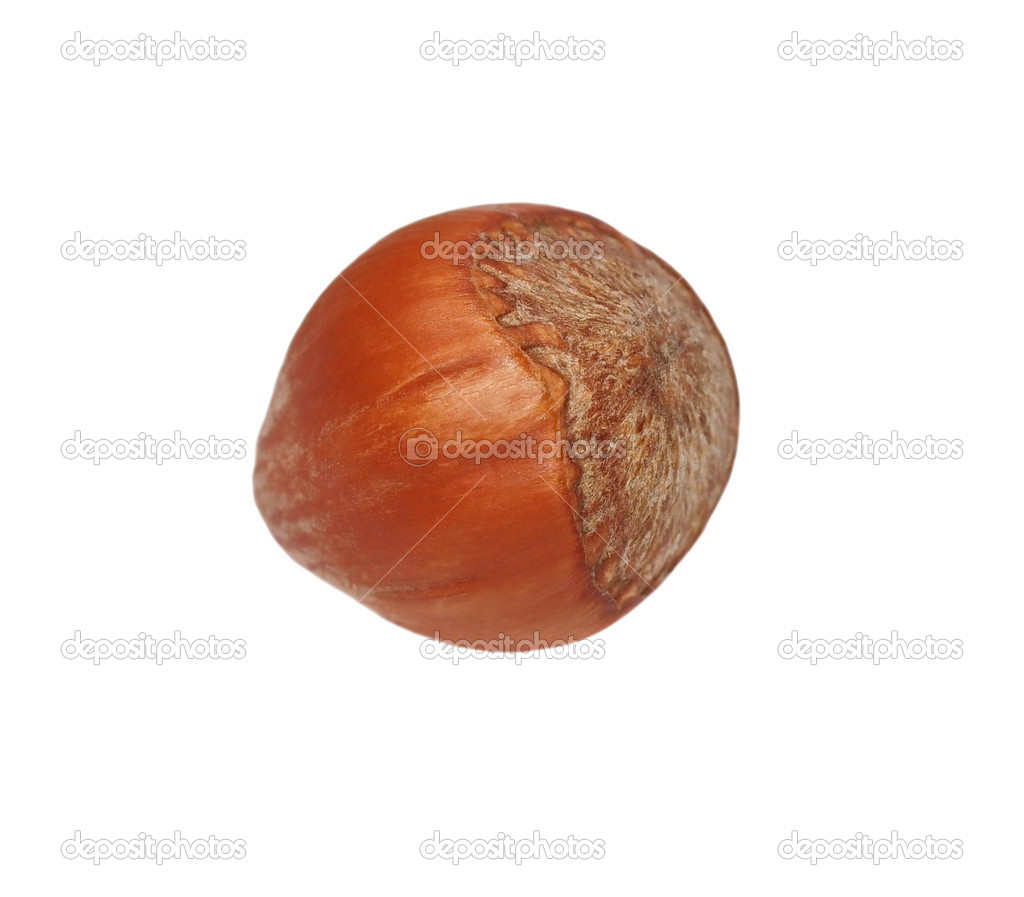 One dried hazelnut isolated on white Stock Photo by ©dusan964 31612923