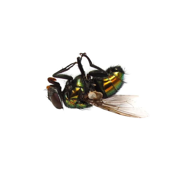 Dead fly Stock Photos, Royalty Free Dead fly Images | Depositphotos