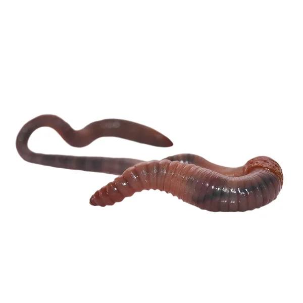 Lombriz asiática común fotos de stock, imágenes de Lombriz asiática ...