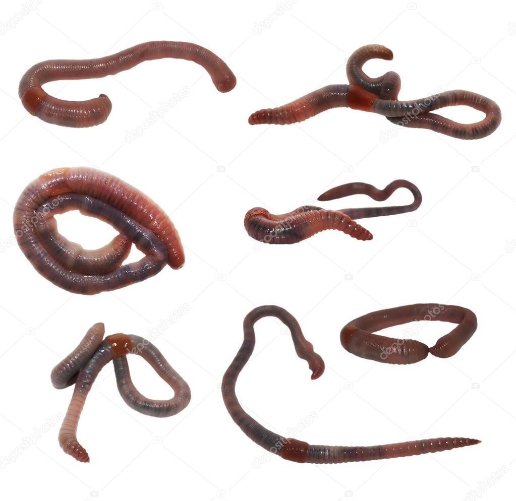 Set earthworm, earth worm isolated on white, ( common Asian earthworm ...