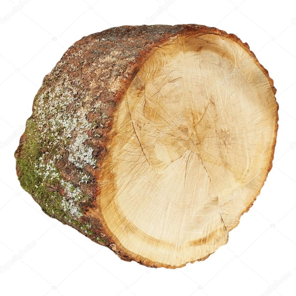 Cross section of tree trunk isolated on white background — Stock Photo ...