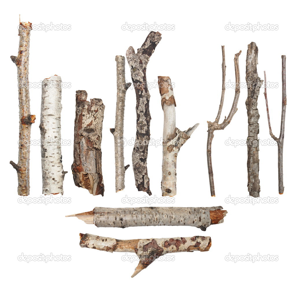 Ramas macro aisladas sobre fondo blanco (alta resolución ) — Foto de ...