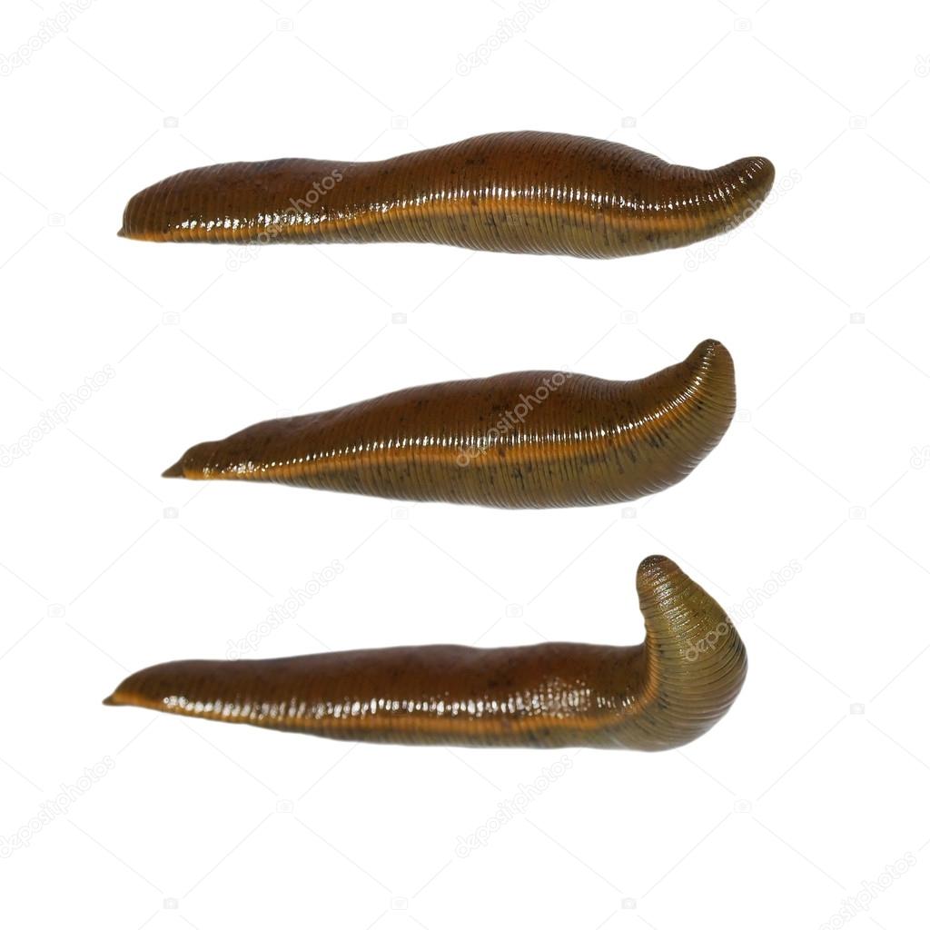 Collection medical leech isolated on white Stock Photo by ©dusan964 ...