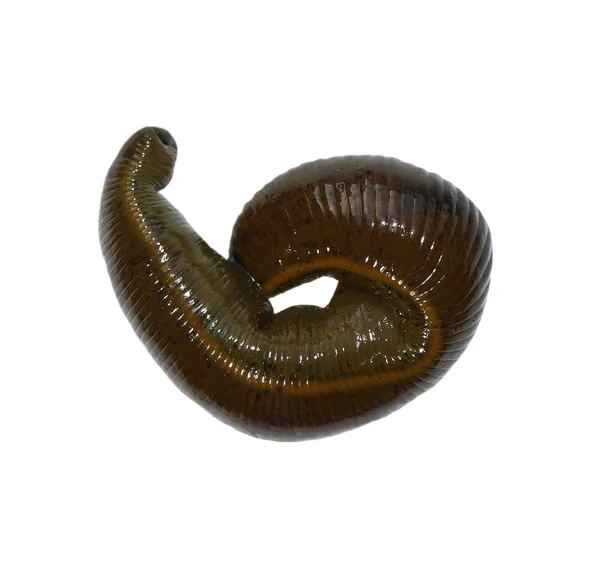 Medical leech isolated on white background ( studio, macro ) — Stock ...
