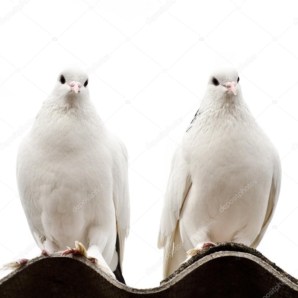 Two doves Stock Photo by ©gorielov 25667455