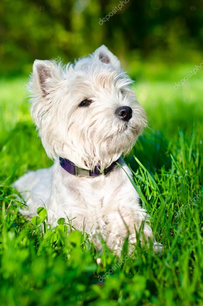 West highland terrier — Stock Photo © gorielov #47216927