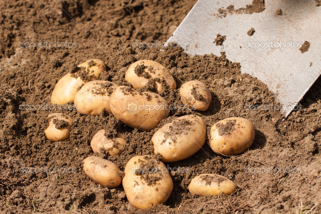 Spade digging up fresh potatoes Stock Photo by ©Jaykayl 21814217