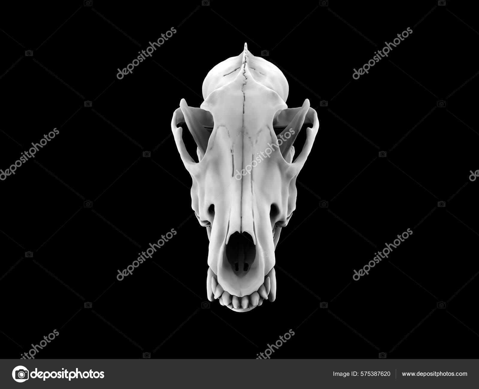 Wolf Skull Top View