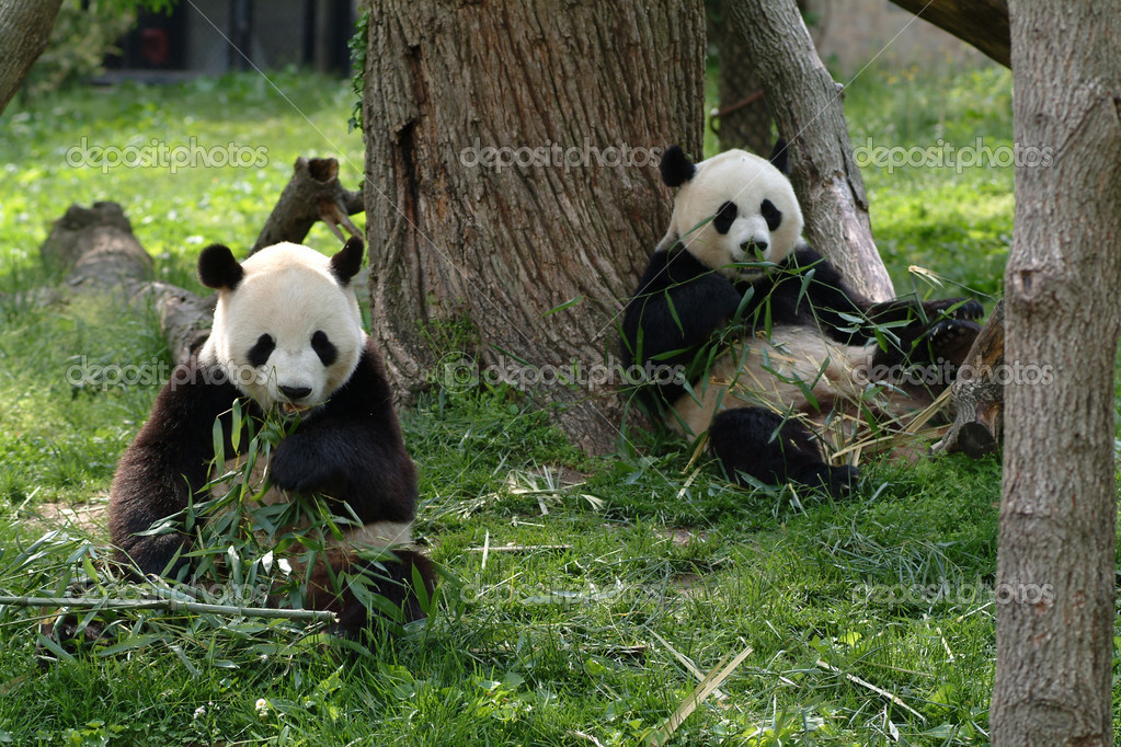 Giant pandas in a field Stock Photo by ©miflippo 13415072