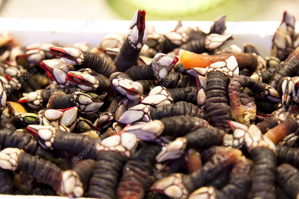 Percebes.: fotografía de stock © edu1971 #12717361 | Depositphotos
