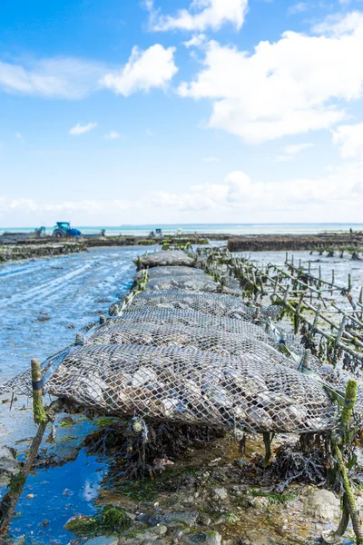 Oyster farming Stock Photos, Royalty Free Oyster farming Images ...
