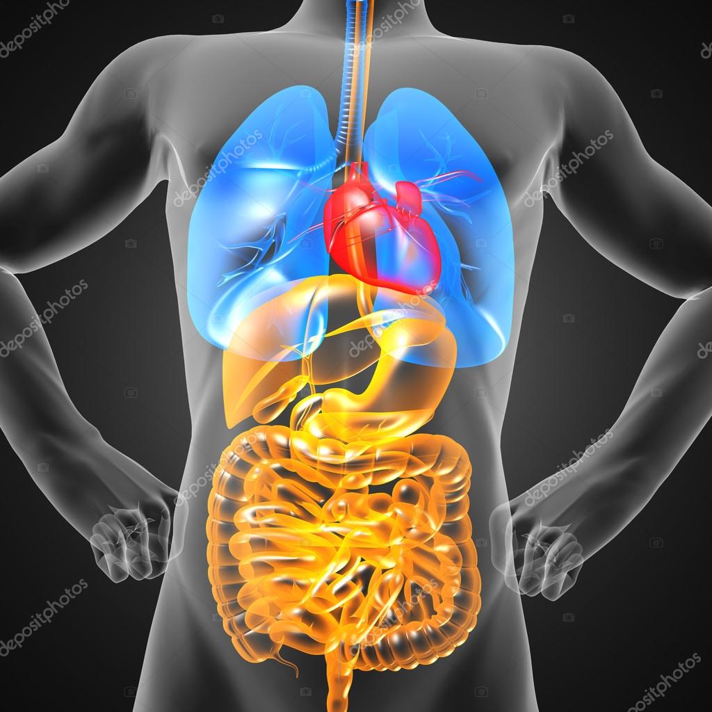 Menselijke ingewanden radiografie — Stockfoto © videodoctor #17453363