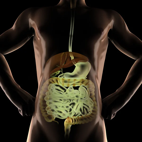 Human entrails radiography scan - Stock Image - Everypixel