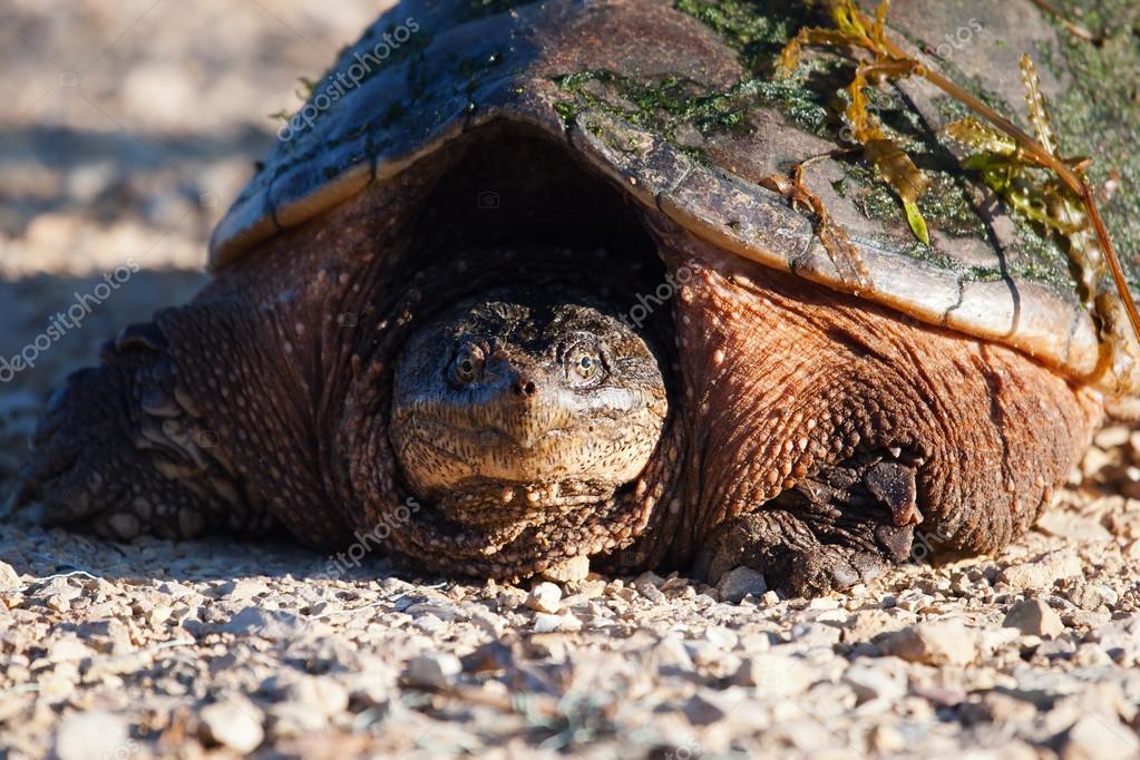 Common Snapping Turtle Stock Photo by ©Coffee999 13821678