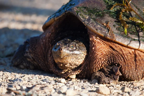 Common snapping turtle Stock Photos, Royalty Free Common snapping ...