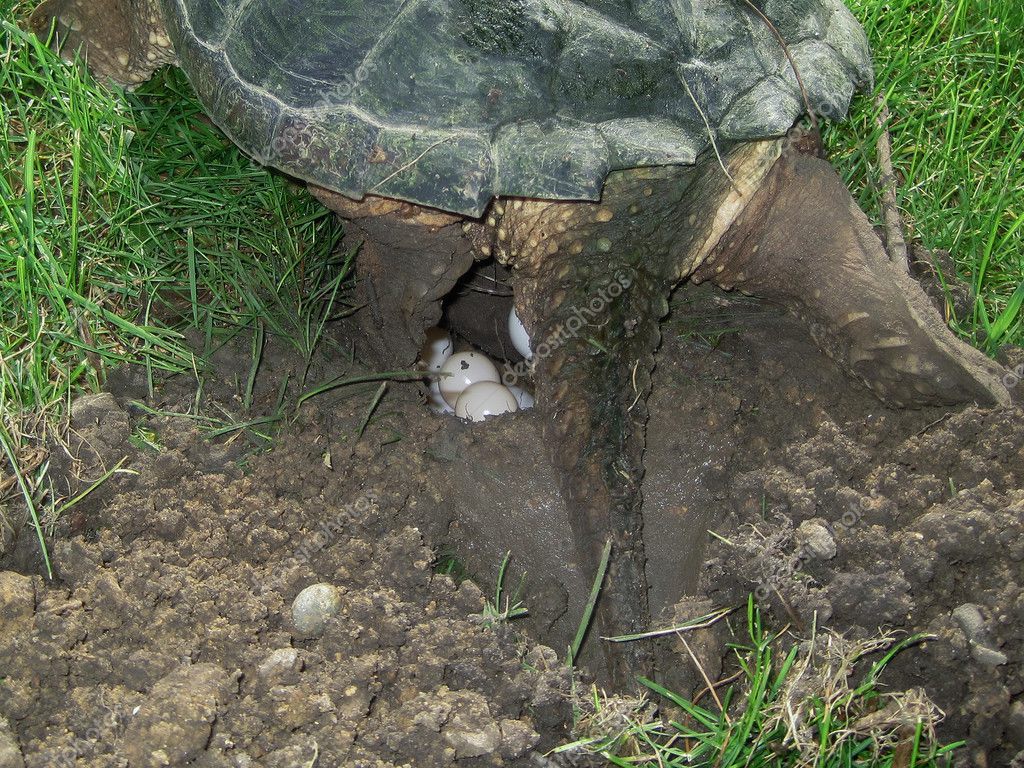 Snapping Turtle Eggs