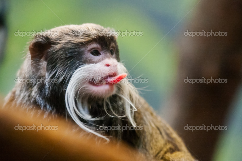 Emperor Tamarin Monkey Funny