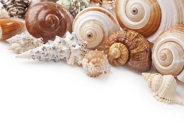 Seashell collection — Stock Photo © egal #5451891