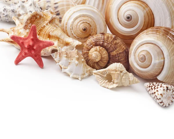 Seashell collection Stock Photo by ©Elena Schweitzer 5451891